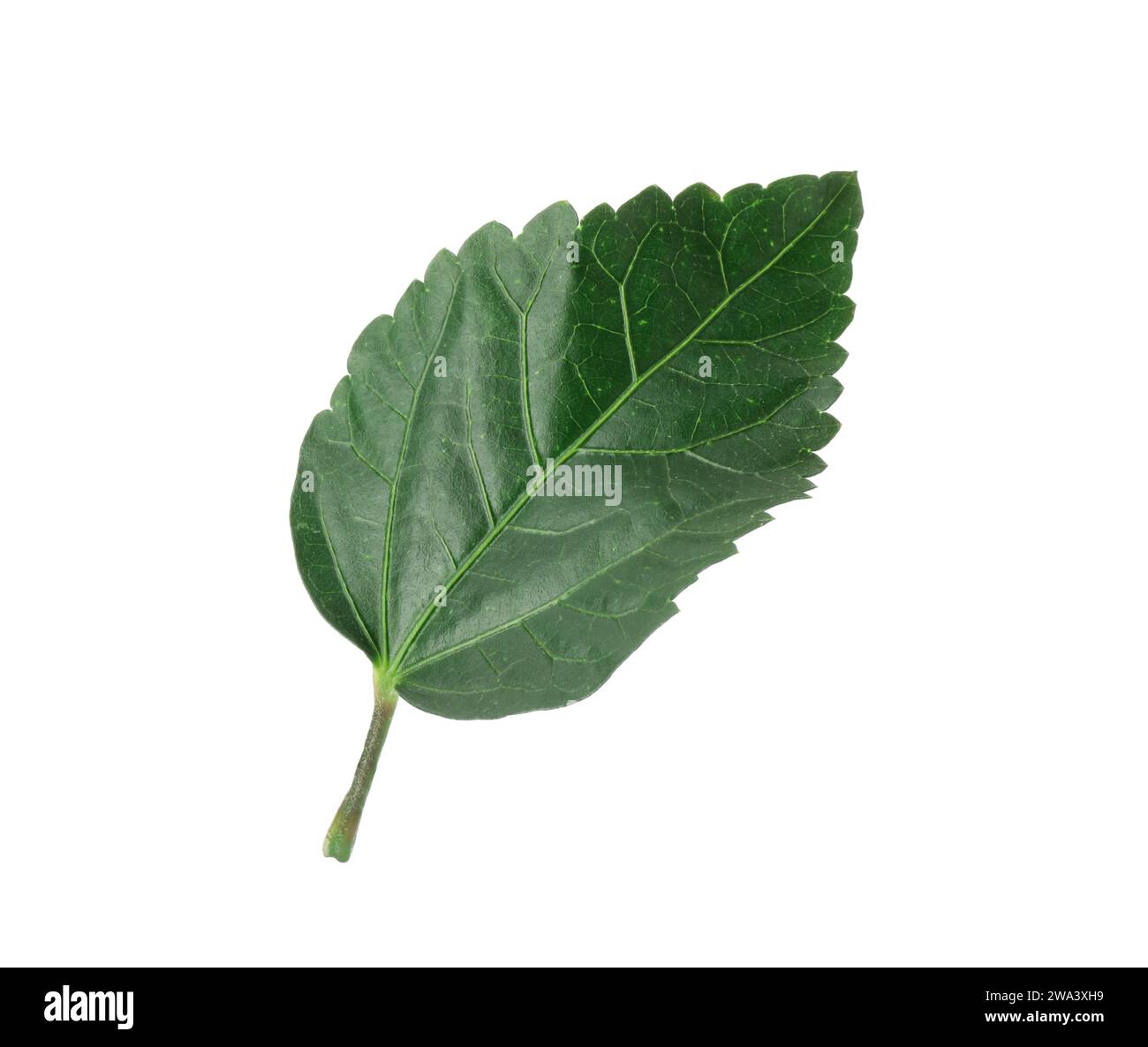 One green hibiscus leaf isolated on white Stock Photo - Alamy