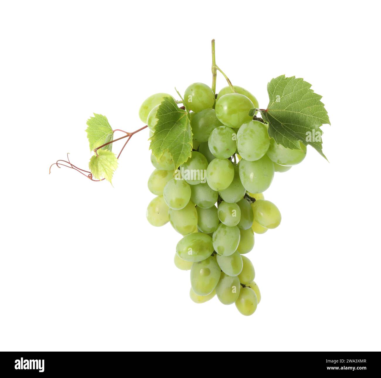 Fresh ripe grapes and leaves isolated on white Stock Photo - Alamy