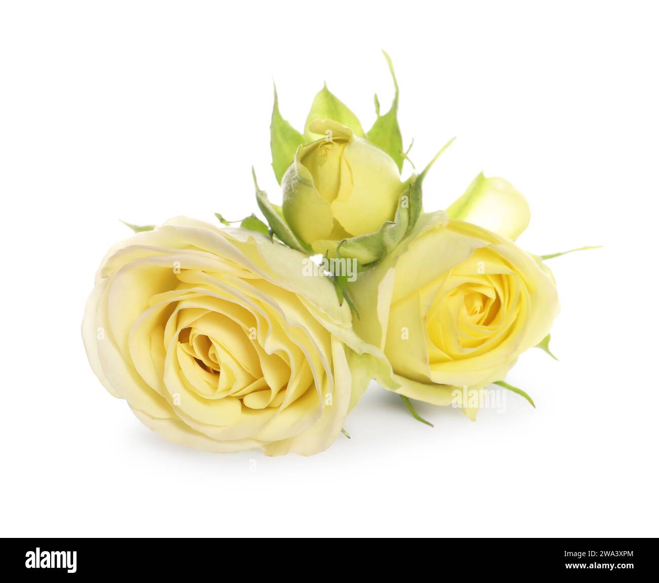 Beautiful fresh yellow roses isolated on white Stock Photo - Alamy