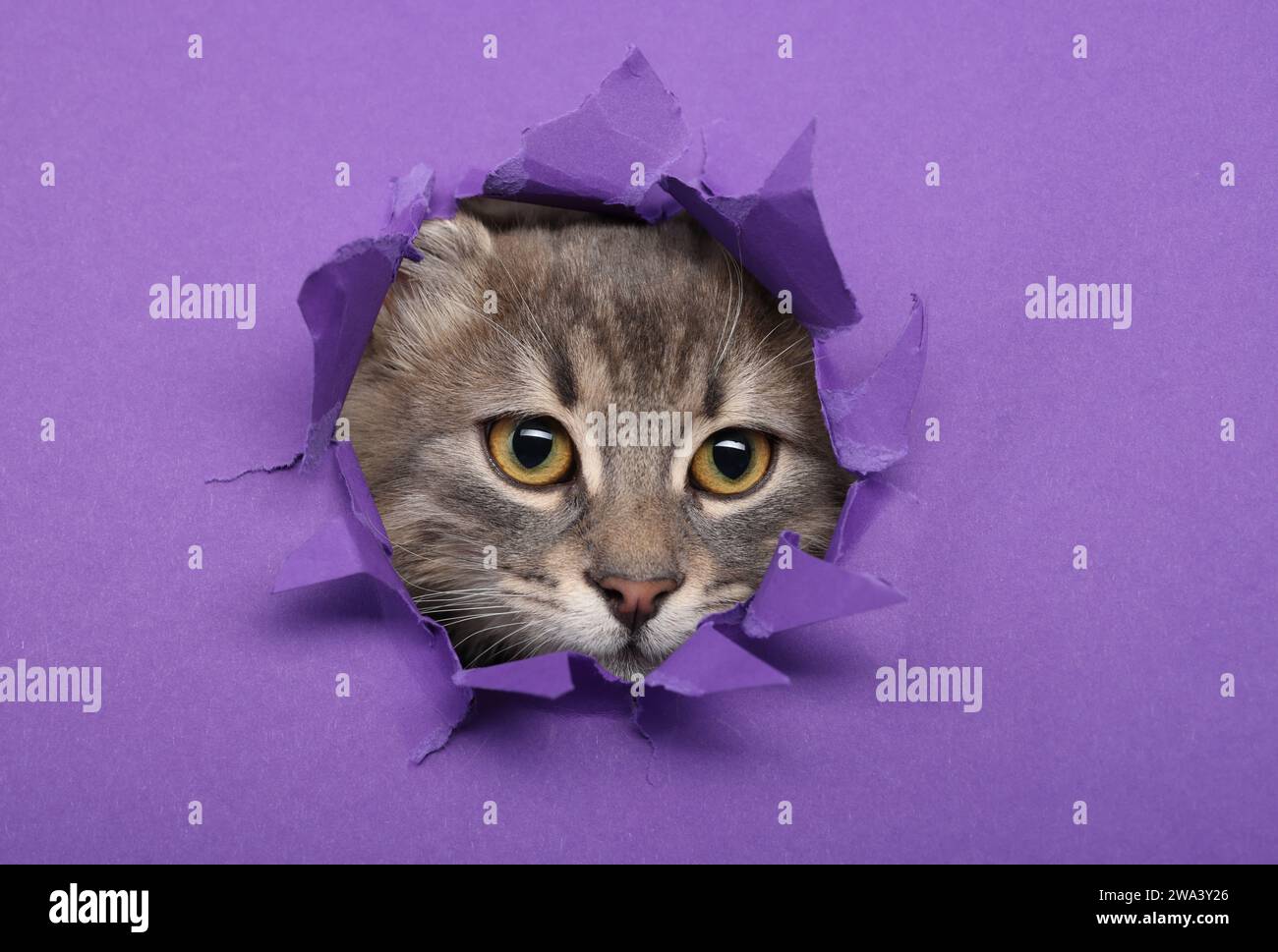 Cute cat looking through hole in purple paper Stock Photo - Alamy