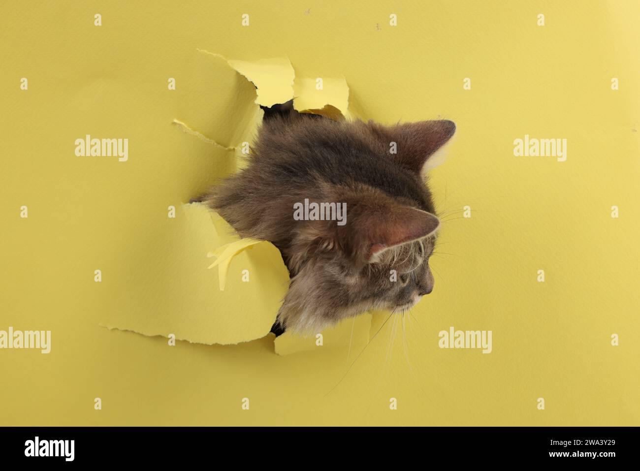 Cute cat looking through hole in yellow paper Stock Photo - Alamy