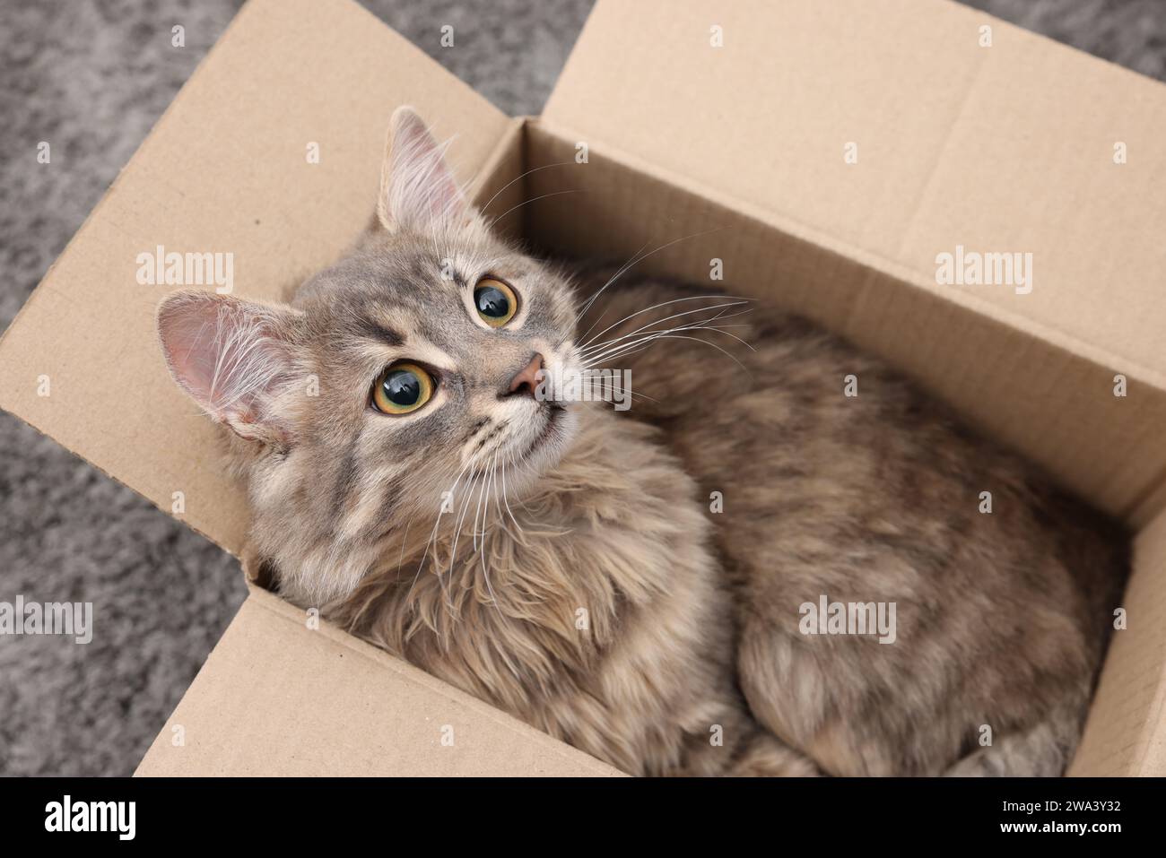 Cute fluffy cat in cardboard box on carpet Stock Photo - Alamy