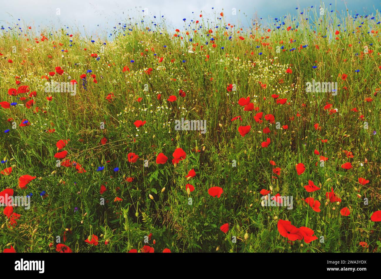 Beautiful poppy field hi-res stock photography and images - Alamy