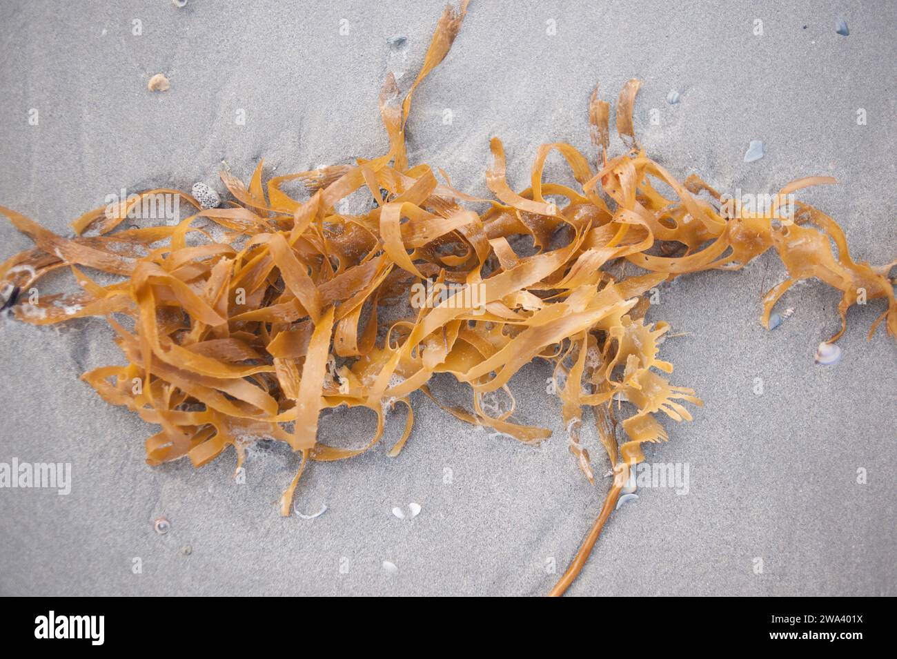 Bright kelp washed up on a sandy beach Stock Photo - Alamy
