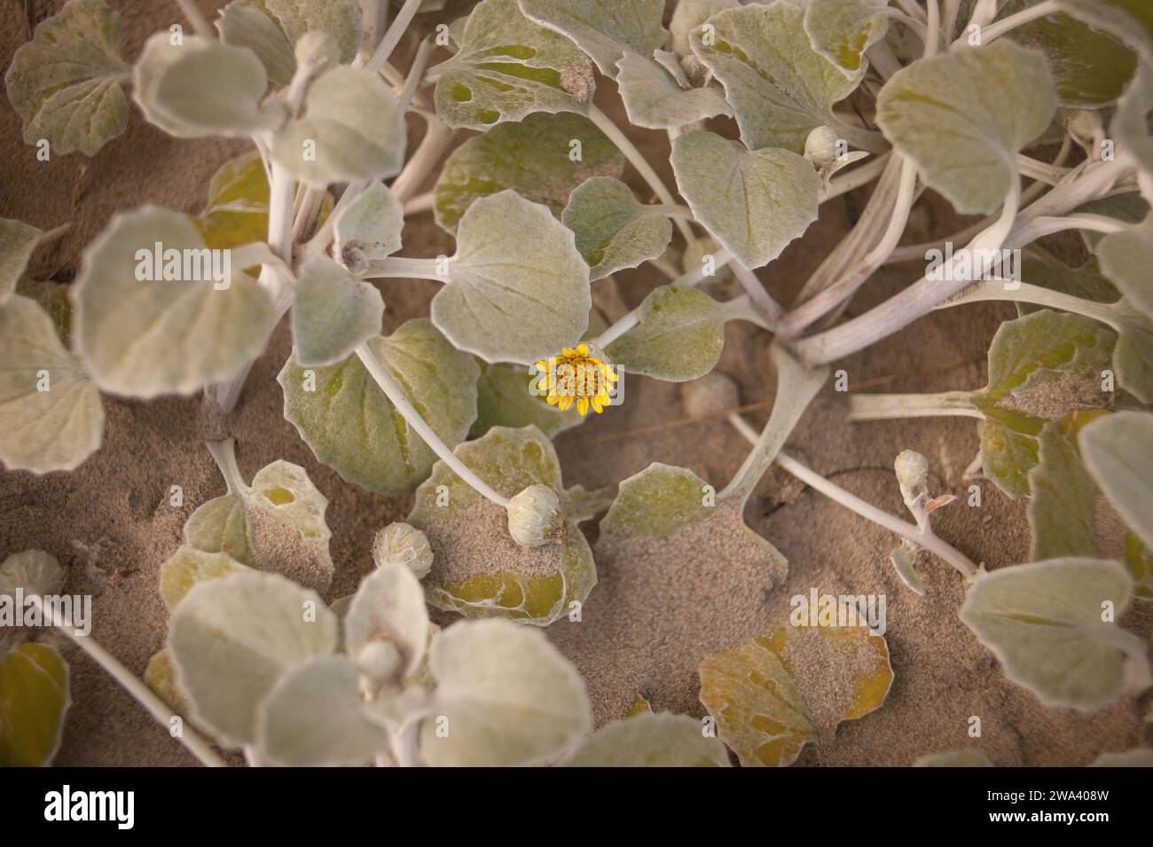 Australian summer beach flower hi-res stock photography and images - Alamy
