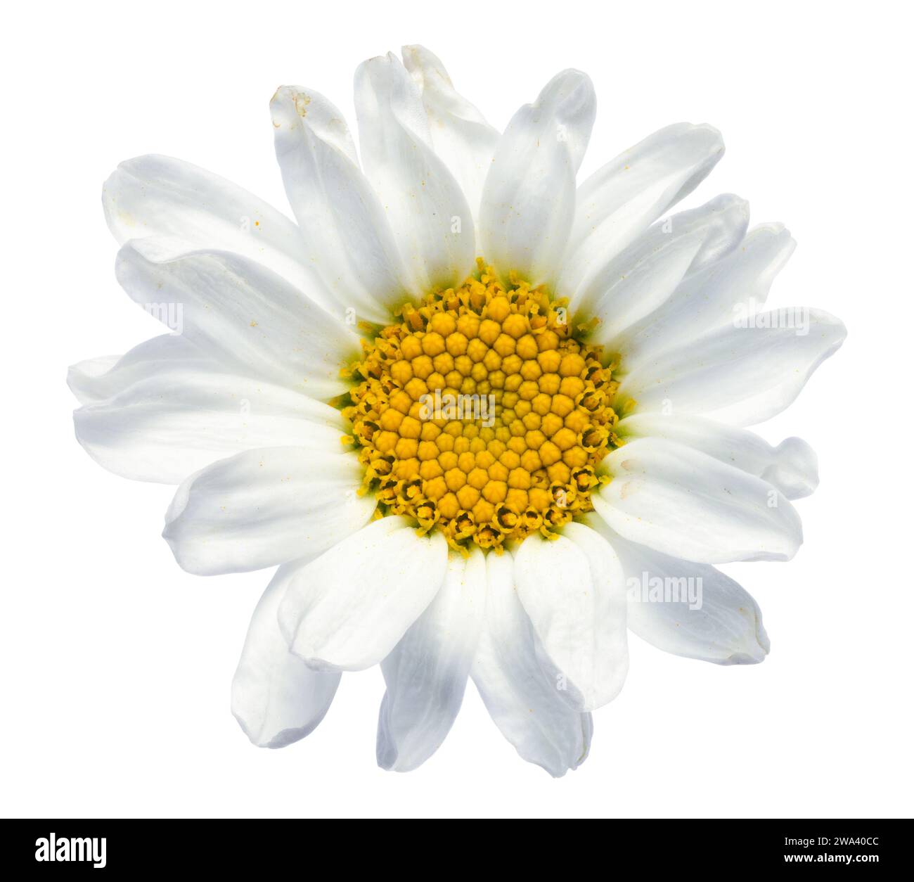 Daisy Flower Top View Cut Out on White Stock Photo - Alamy