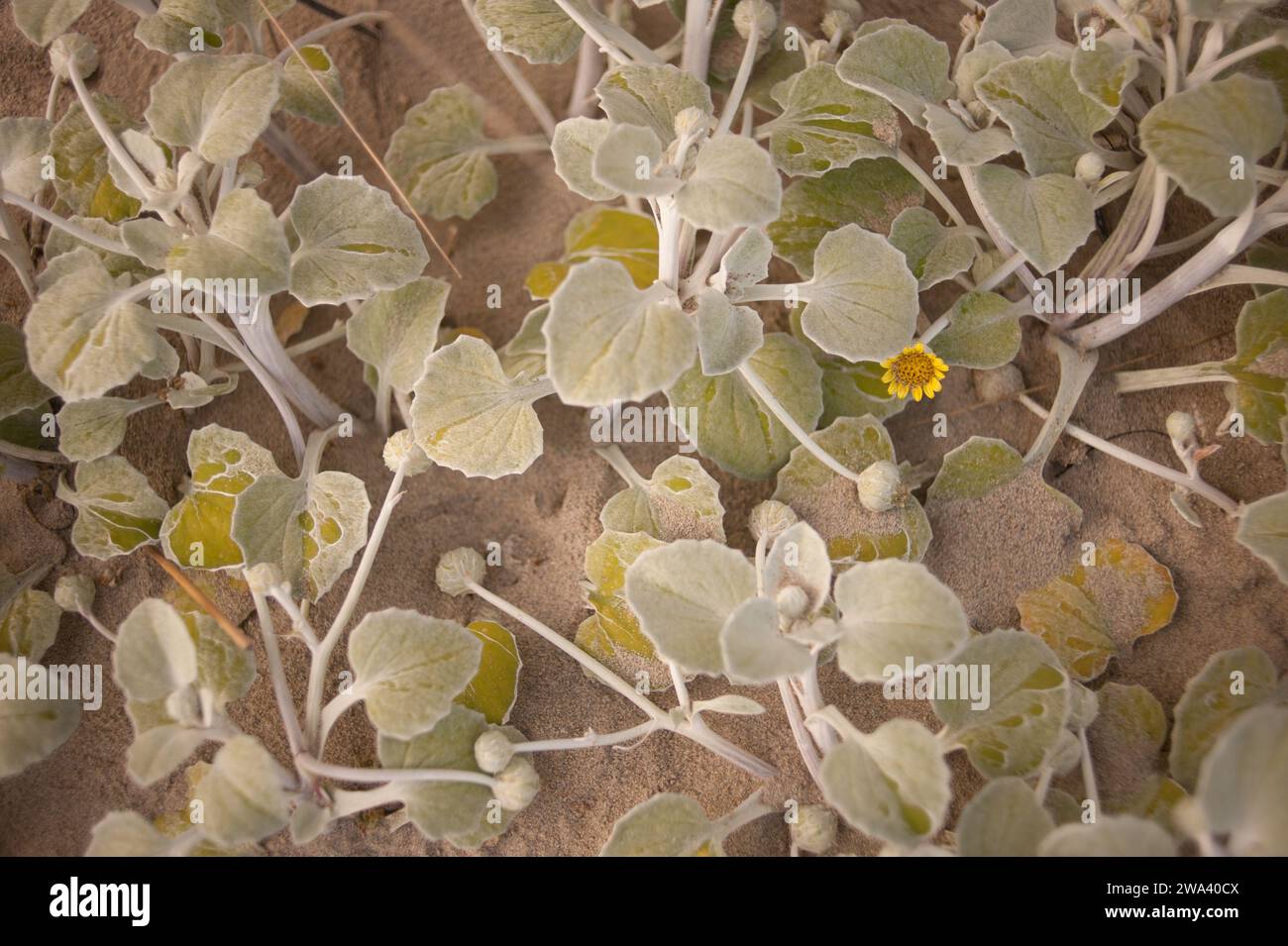 Native plant on the beach in South Australia Stock Photo - Alamy