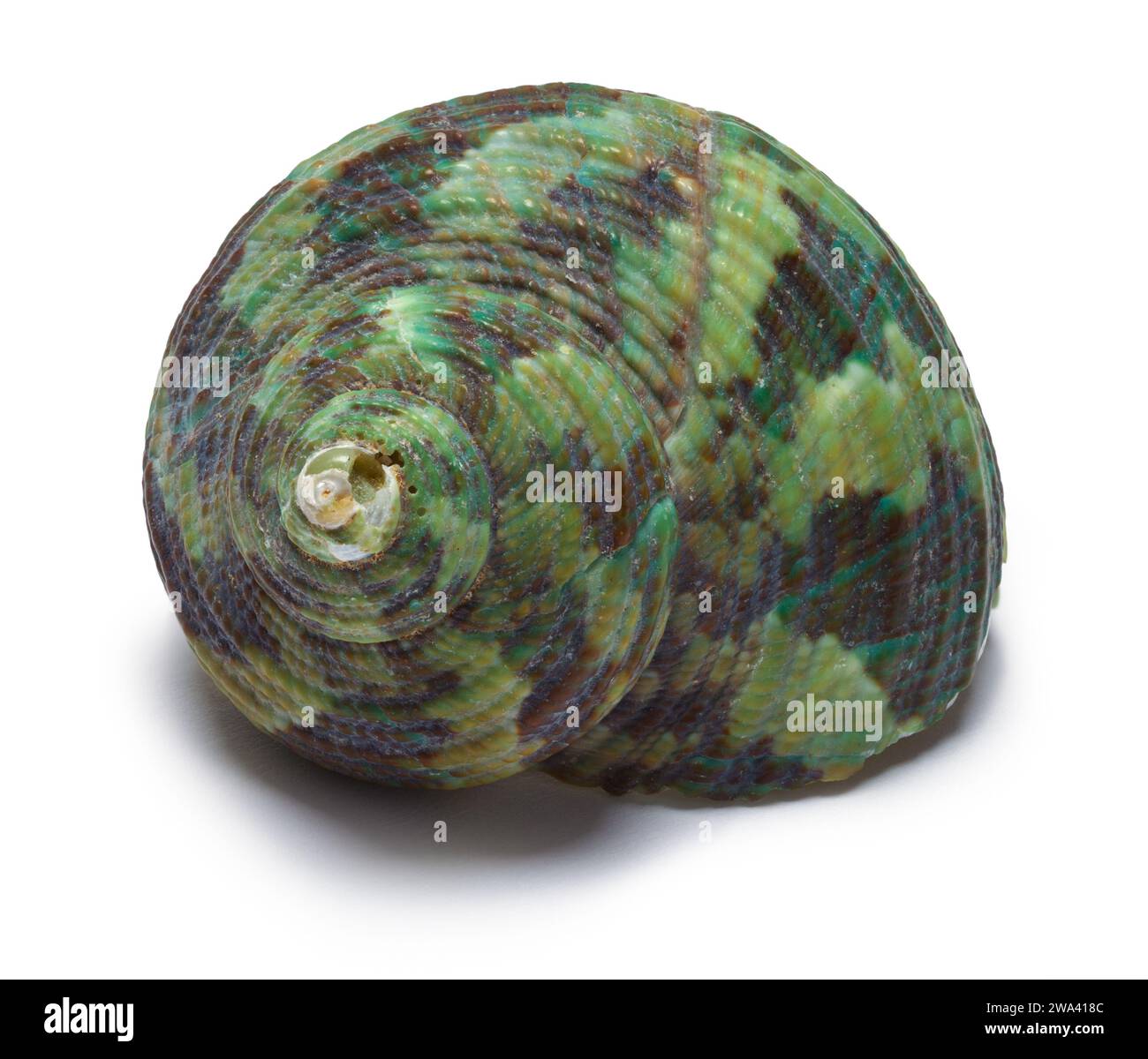 Green Snail Shell Cut Out on White Stock Photo - Alamy