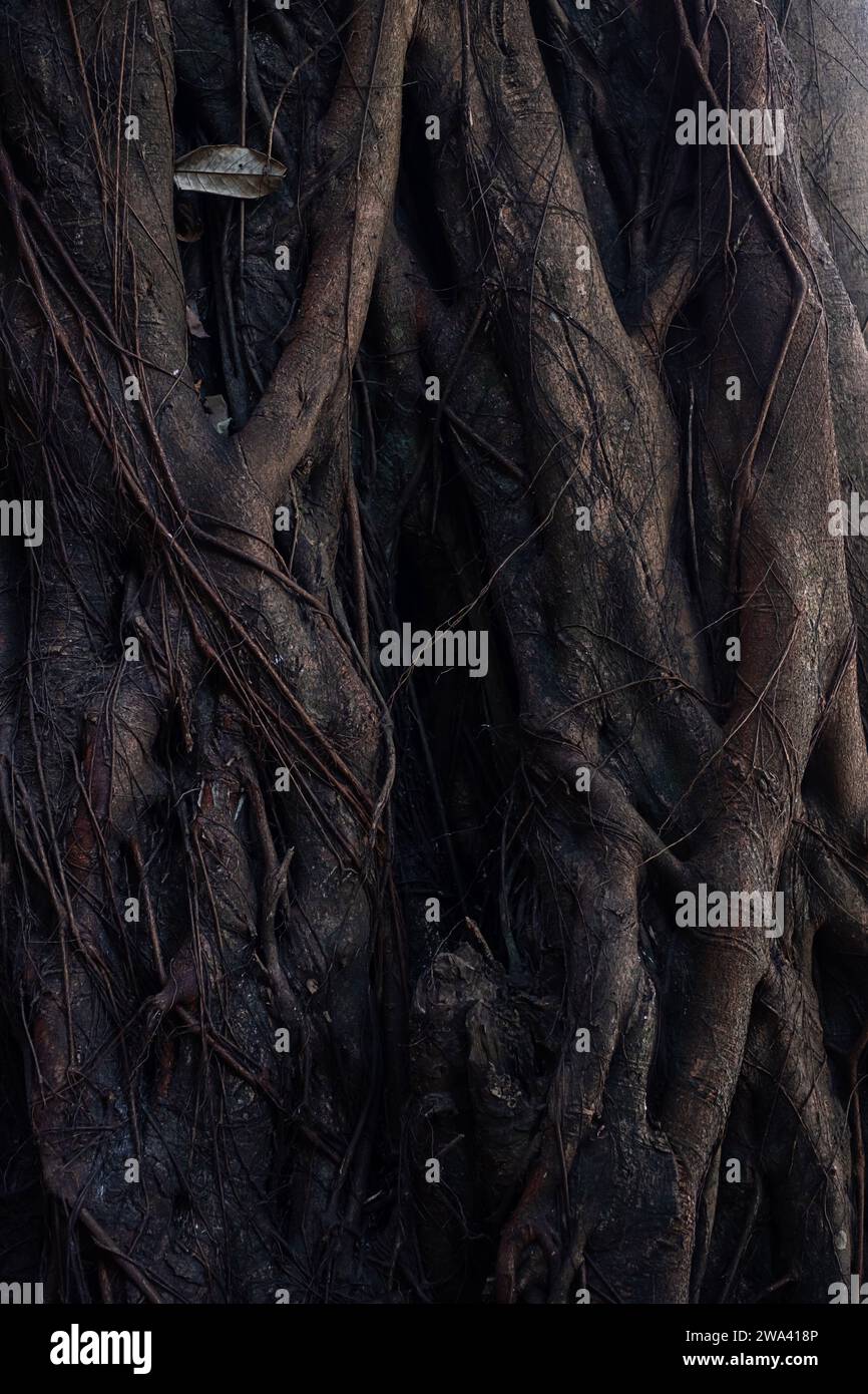Old giant tree in tropical rainforest, close up Stock Photo - Alamy