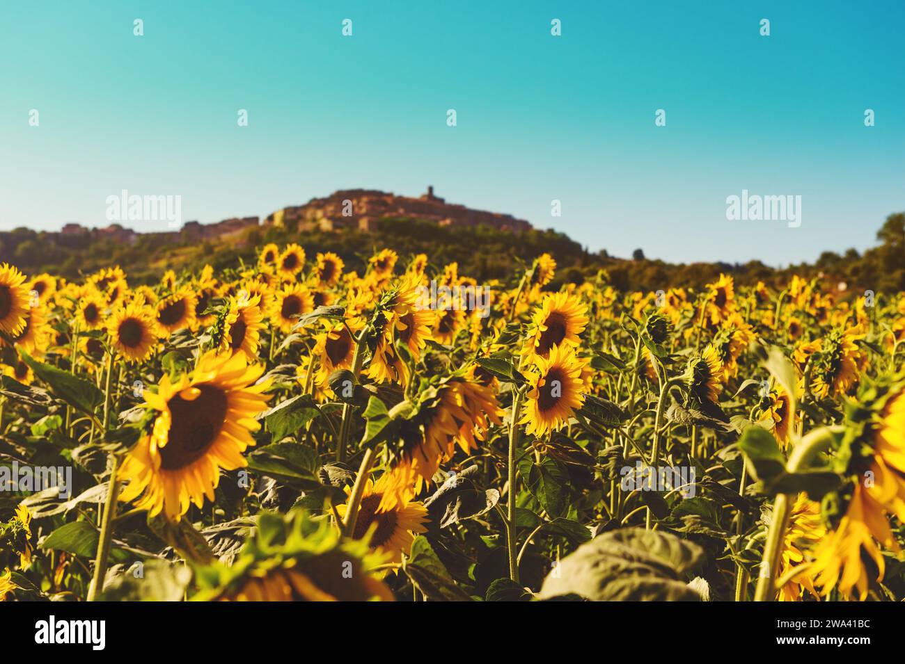 Tuscany countryside sunflowers hi-res stock photography and images - Alamy