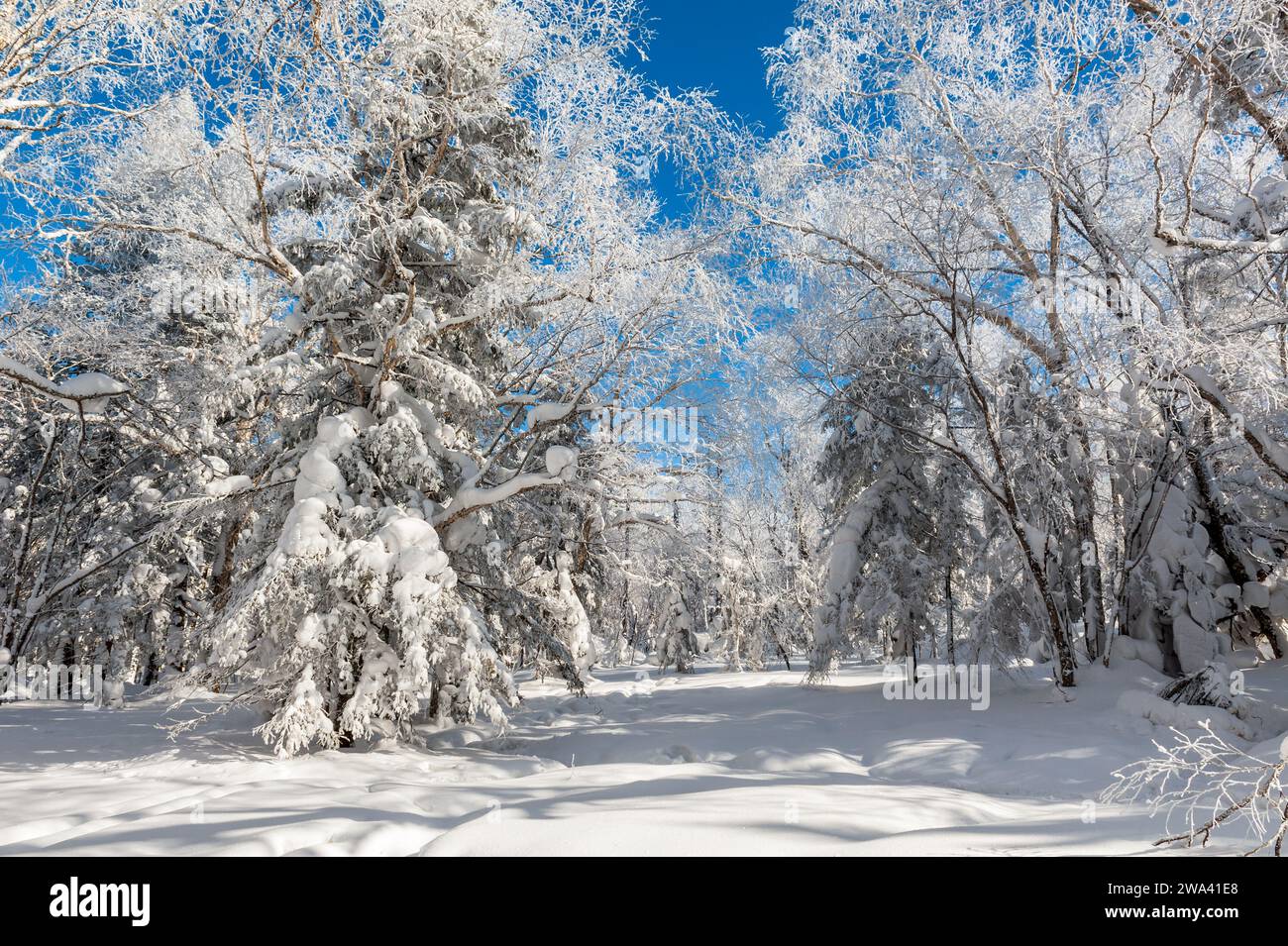 Lao Rik soft rime landscape, at the junction of Helong city and Antu ...