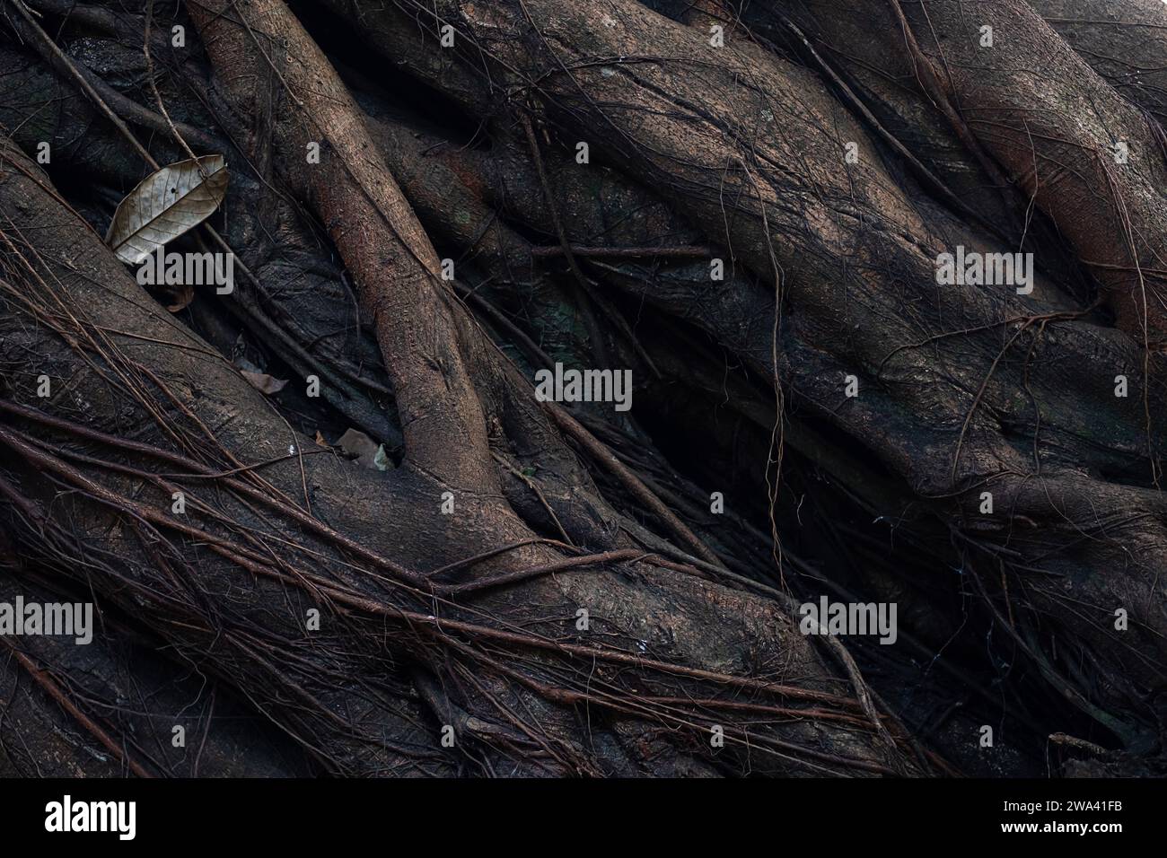 Old giant tree in tropical rainforest, close up Stock Photo - Alamy