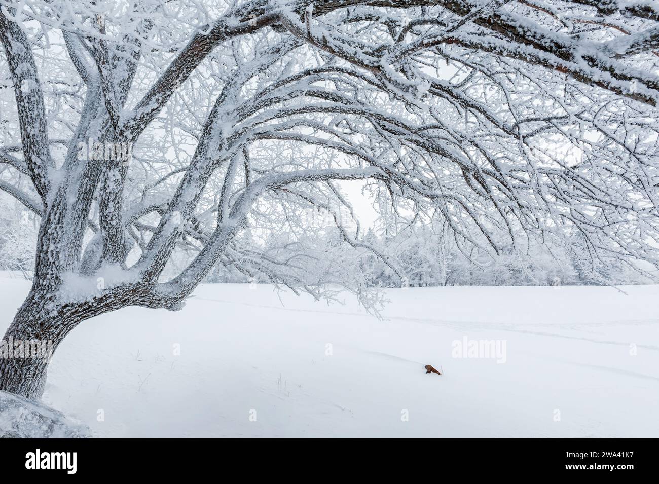 Lao Rik soft rime landscape, at the junction of Helong city and Antu ...