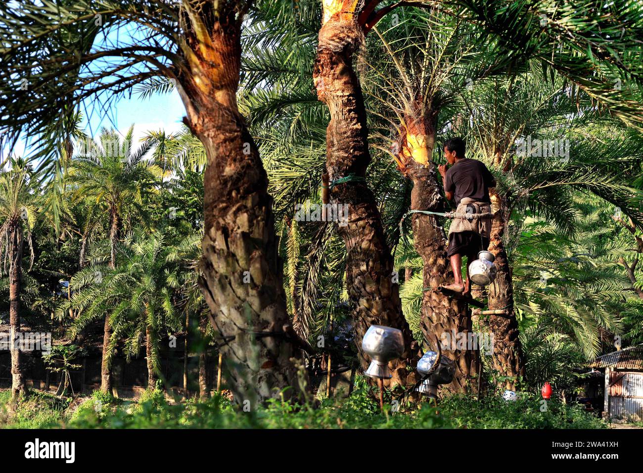 Chittagong, Bowalkhali, Bangladesh. 31st Dec, 2023. Mainuddin Molla is collecting juice from ...