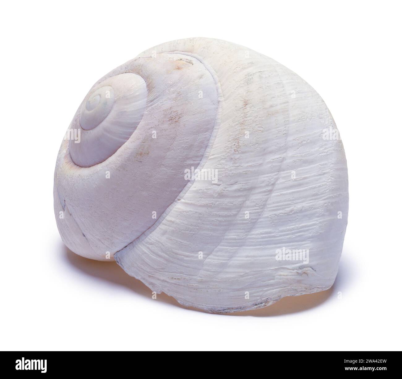 Nautilus sea hi-res stock photography and images - Alamy
