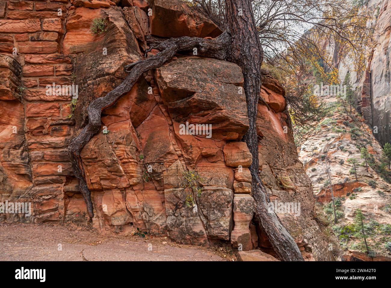 A pine tree growing on the edge of a rock wall with large roots exposed ...