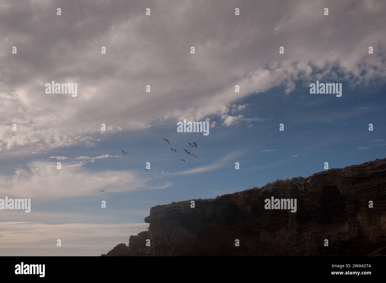 Flock of sea birds flying Stock Photo - Alamy
