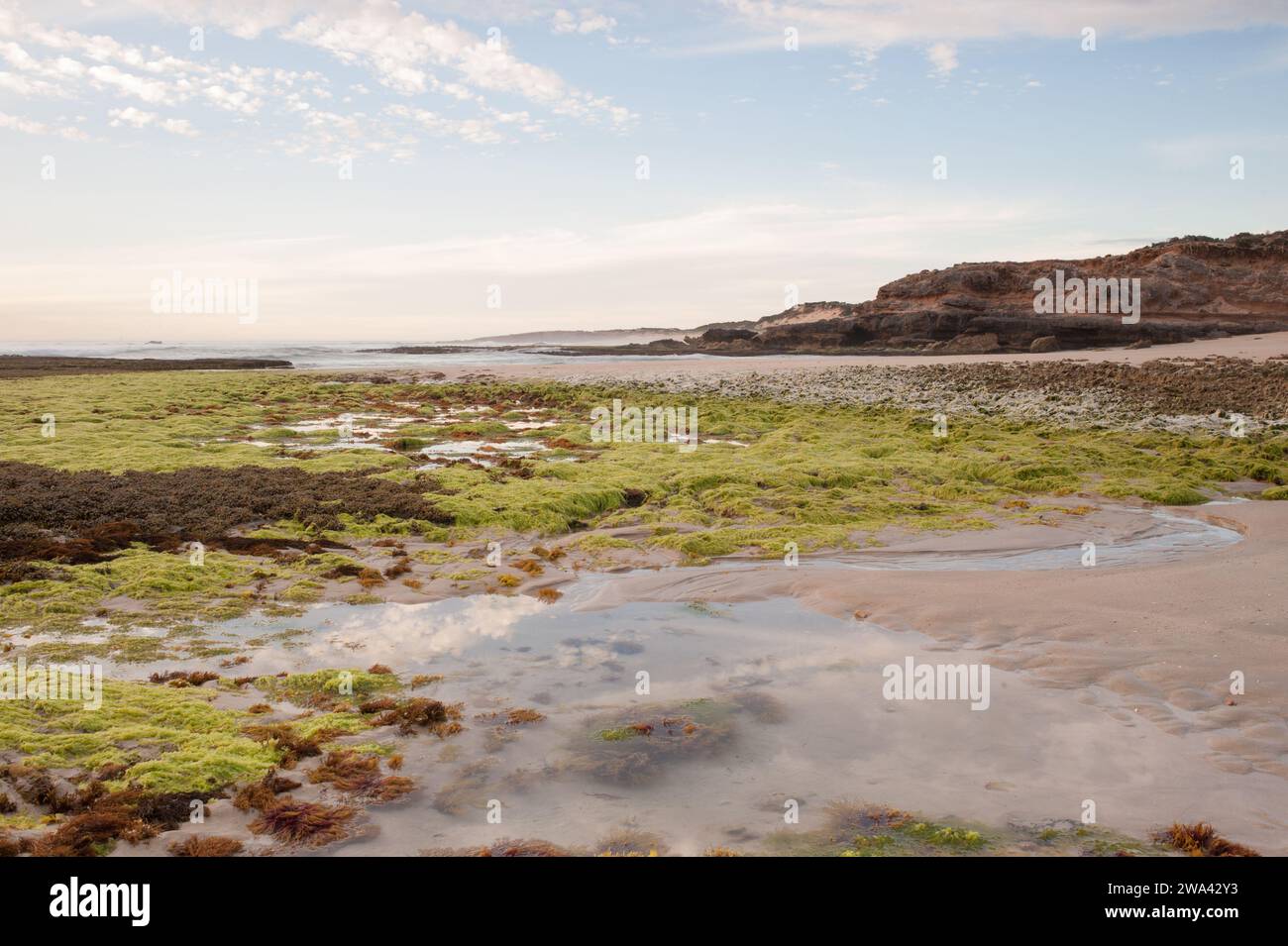 Australian beach flora and fauna hi-res stock photography and images ...