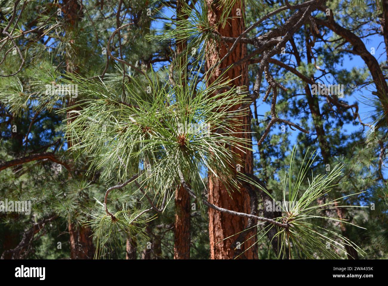 Scotch Pine tree in the sunshine Stock Photo - Alamy