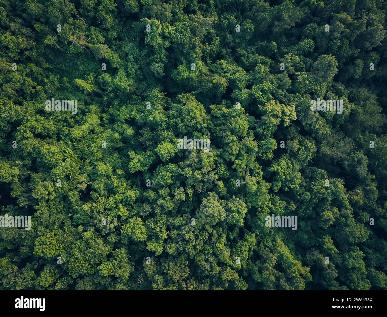 Aerial top view of green trees in forest. Drone view of dense green ...