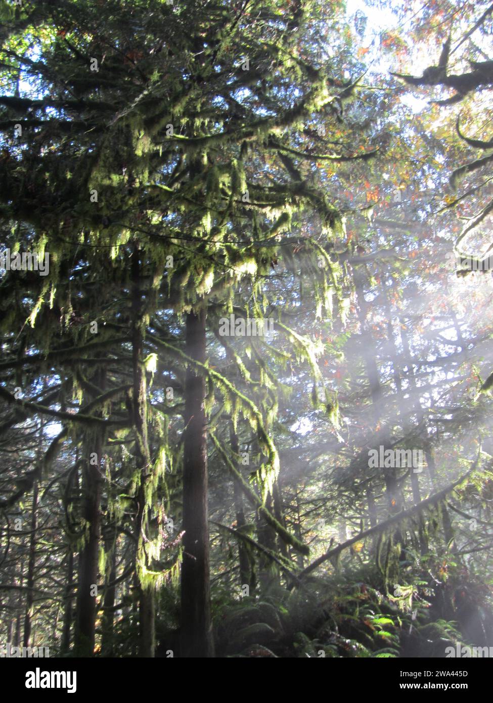 Rays of sunshine thru the fog, with moss covered trees on the hiking ...