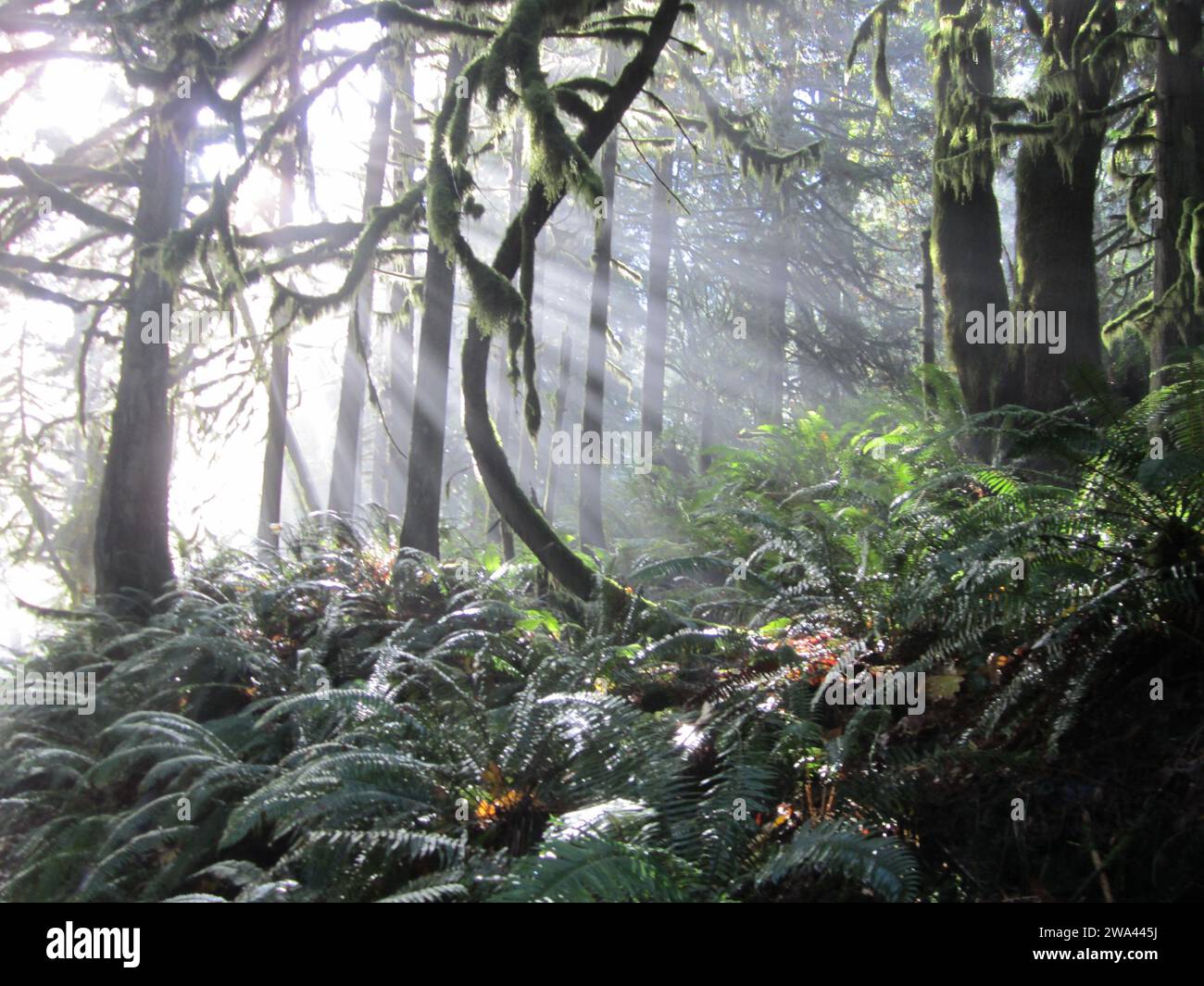 Rays of sunshine thru the fog, with moss covered trees on the hiking ...