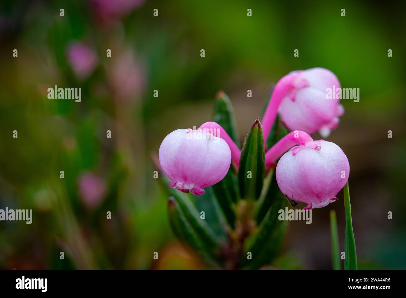 Bog rosemary plant plant hi-res stock photography and images - Alamy