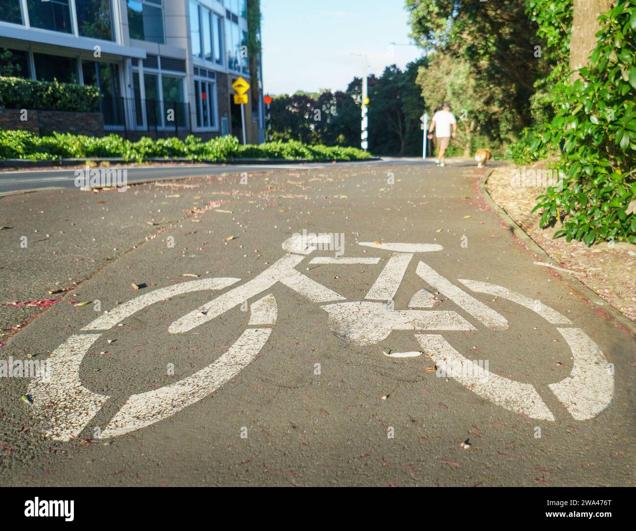 Painted bike lane shared with pedestrians. Unrecognizable man walking his dog on the painted ...
