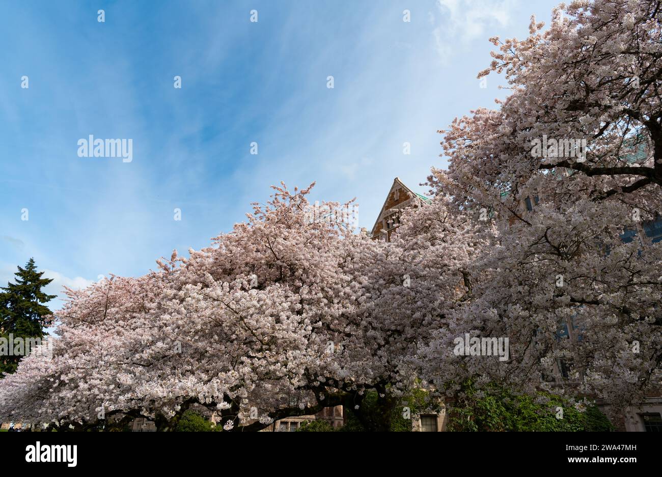 sakura tree bloom at house on blue sky background Stock Photo - Alamy