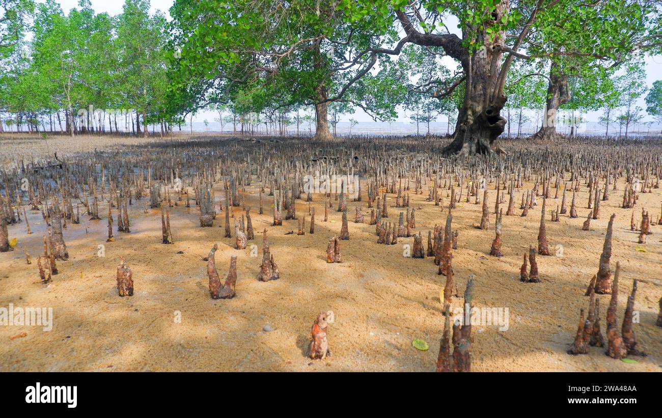 The Environment Or Habitat Of Plants (Sonneratia Alba) That Live On ...