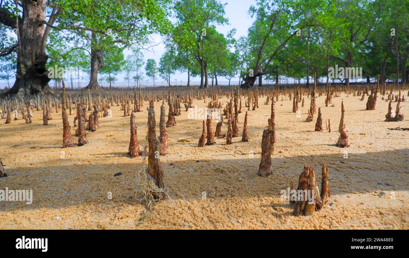 The Shape Of The Roots Of A Tropical Plant (Sonneratia Alba) Is Like A ...