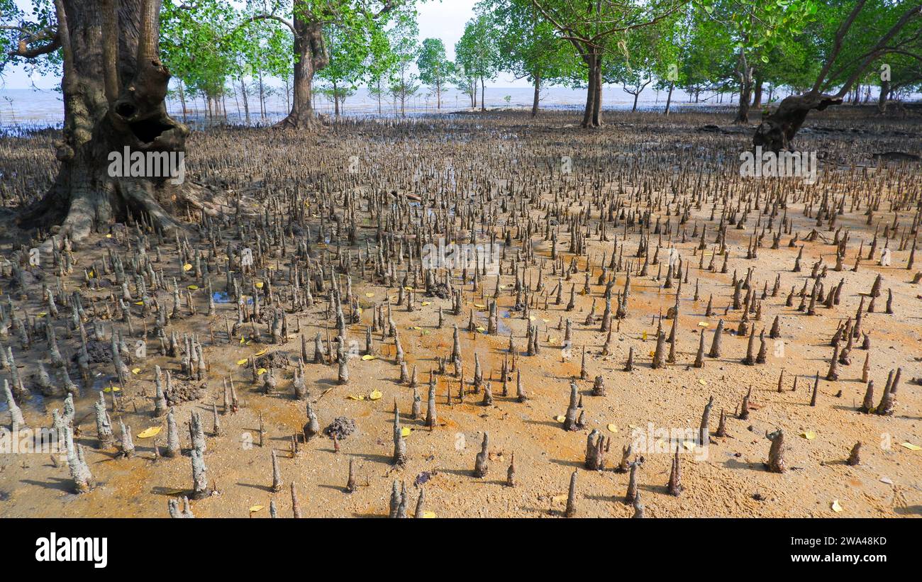 Mangrove png hi-res stock photography and images - Alamy