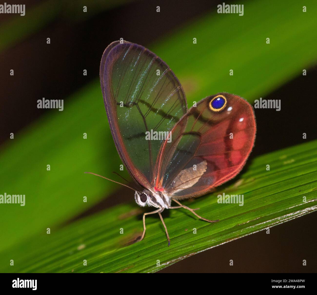 Glasswing butterfly (Cithaerias pireta pireta), male, at La Selva ...