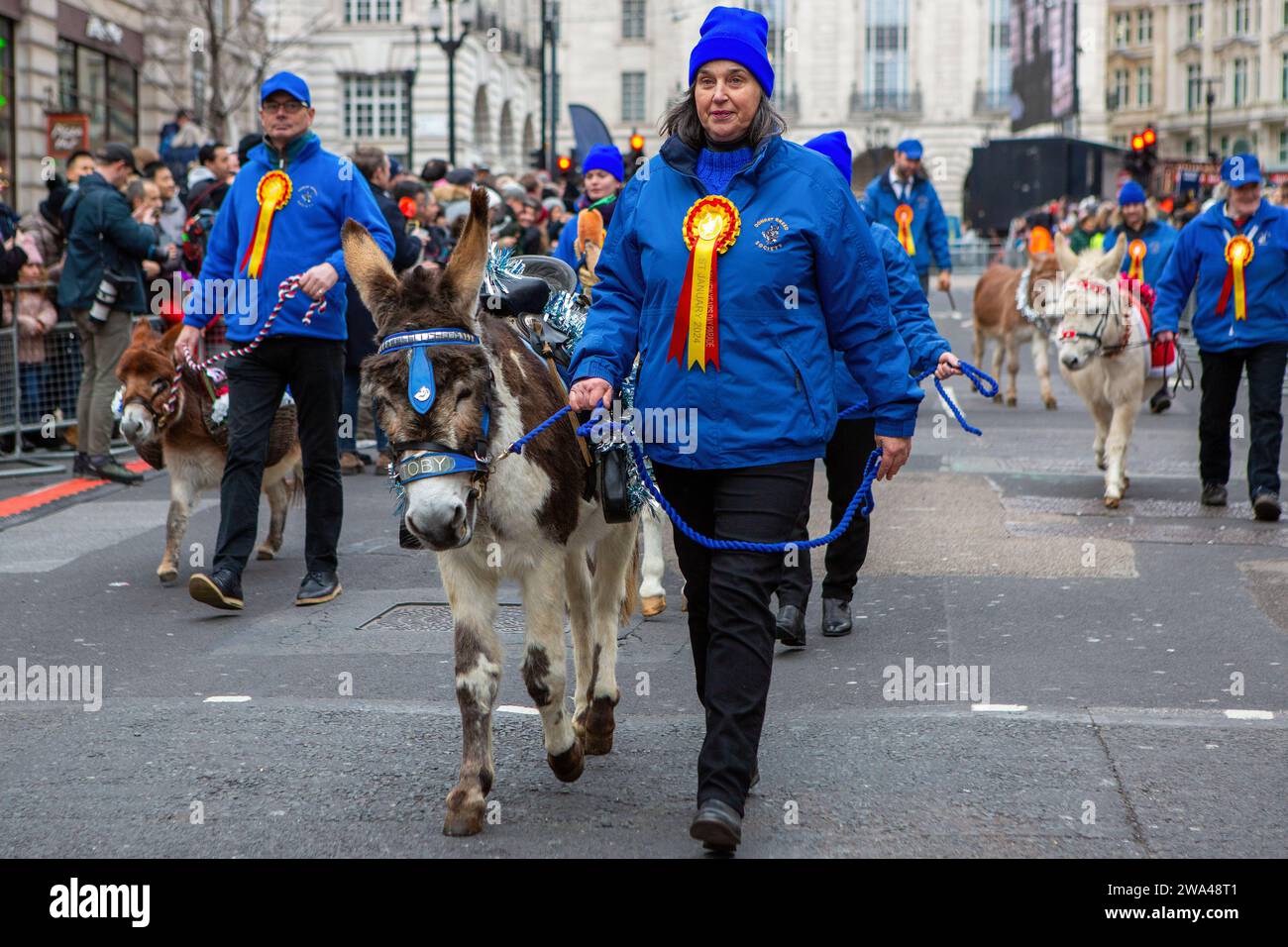 Donkey breed hi-res stock photography and images - Alamy