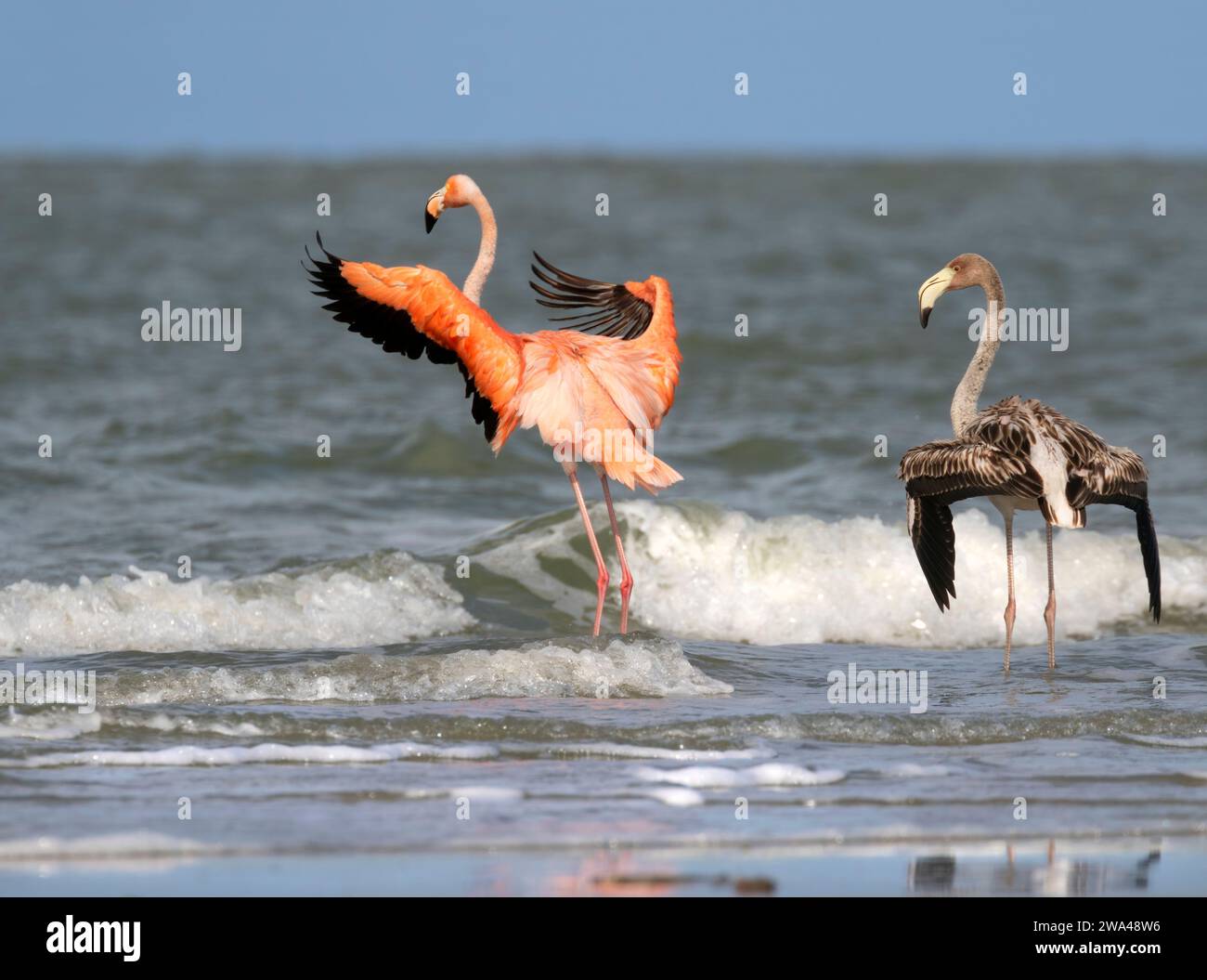 American flamingos (Phoenicopterus ruber) at Galveston, Texas Stock ...