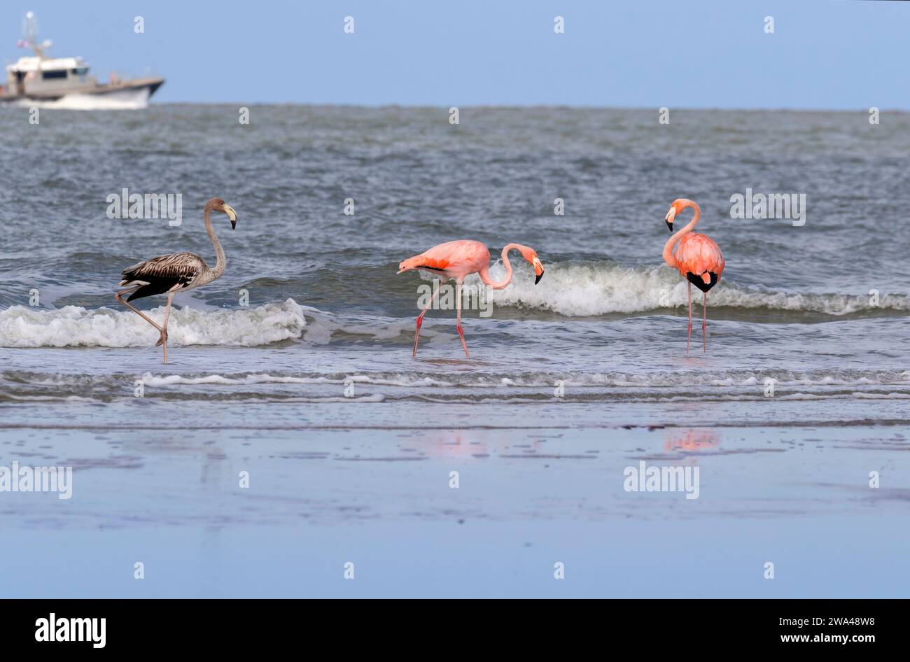 The rare appearance of American flamingos (Phoenicopterus ruber) at ...