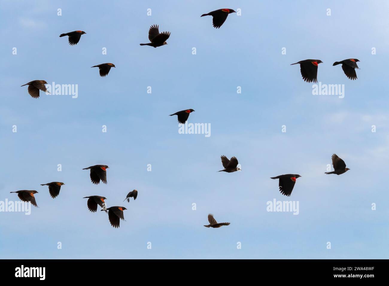 The flock of red-winged blackbirds (Agelaius phoeniceus) in the blue ...