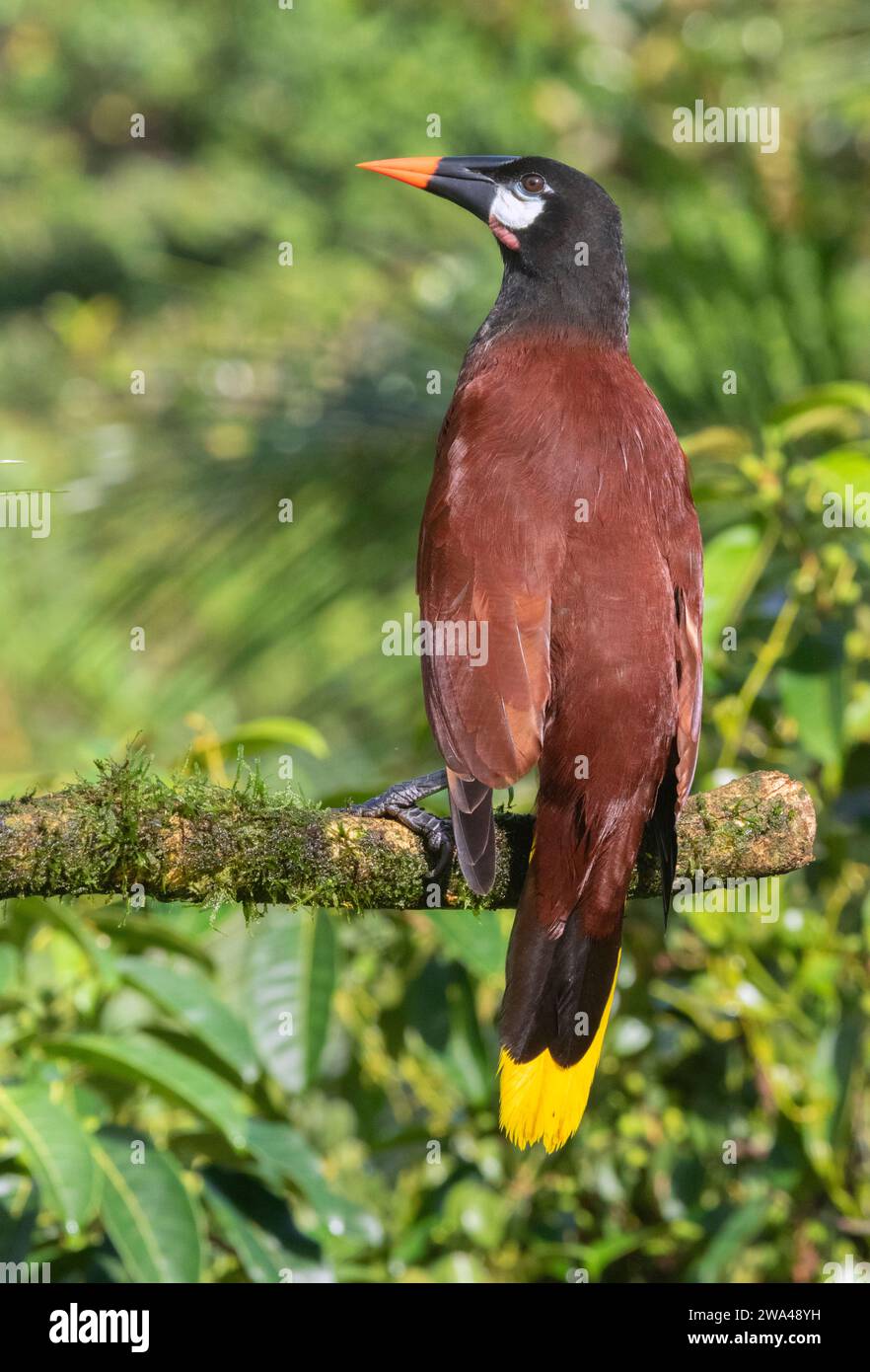 Montezuma Oropendola (Psarocolius montezuma) at La Laguna del Lagarto ...