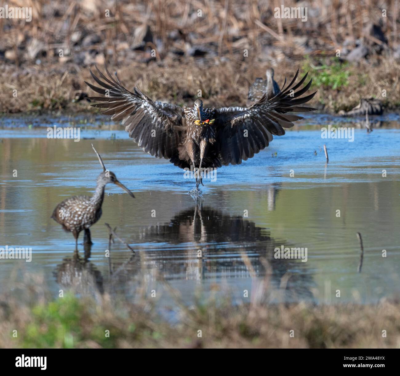 The limpkin (Aramus guarauna) running away with extracted from shell ...