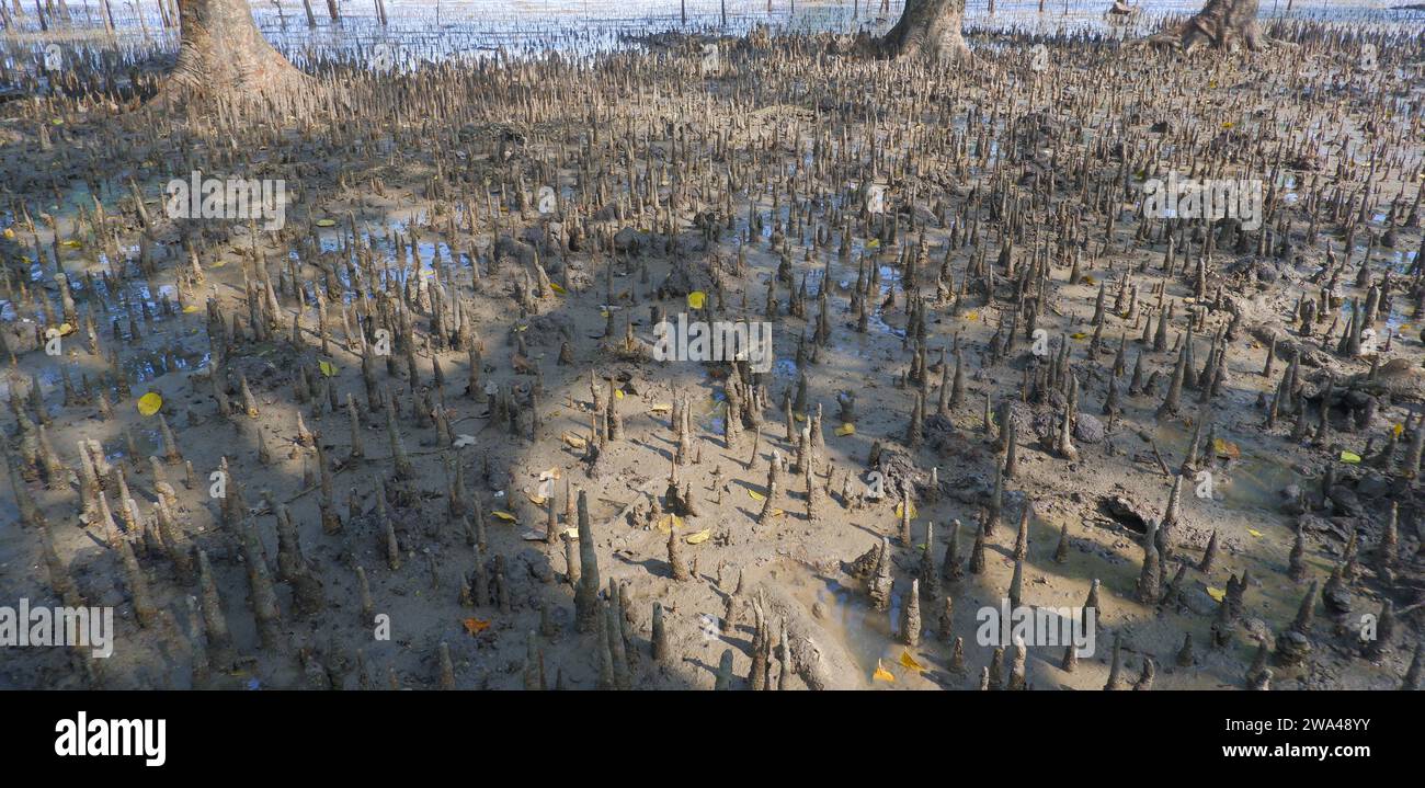 The Spiky Roots Of The Tropical Plant Avicennia Marina Or Perepat ...