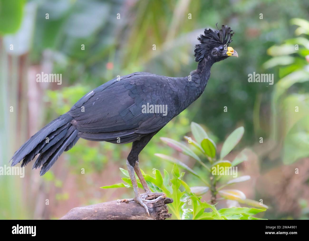 Male Great Curassow (Crax rubra) at La Laguna del Lagarto Lodge, Boca ...