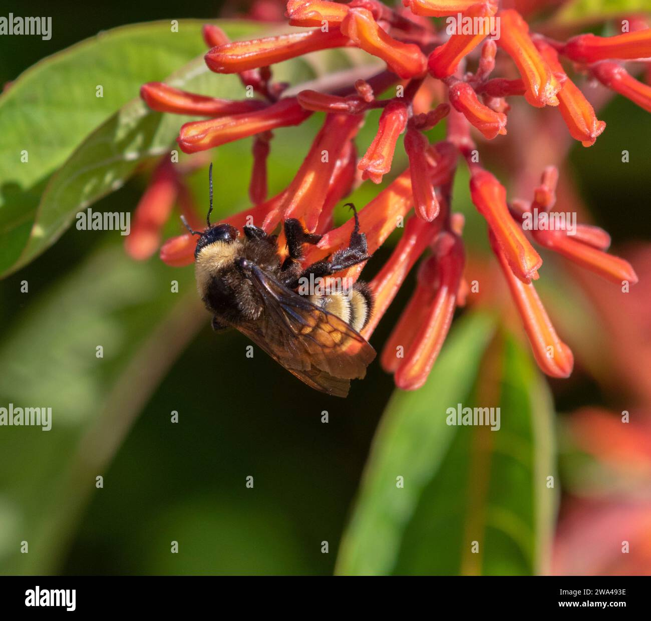 Bumblebee Feeding on Firebush Flowers at Moody Gardens, Galveston ...