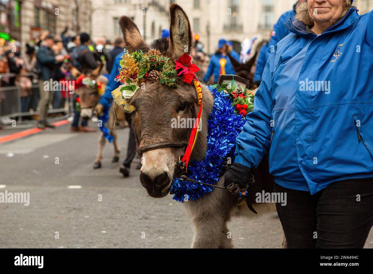 London, UK. 01st Jan, 2024. A donkey from Donkey Breed Society is seen ...