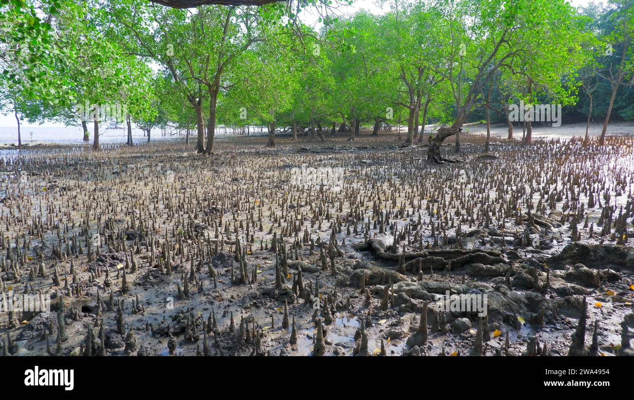 Mangrove png hi-res stock photography and images - Alamy
