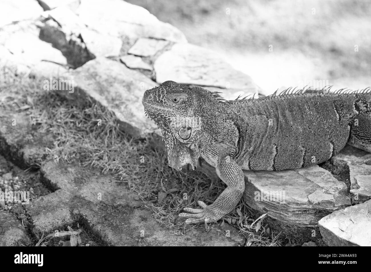 green color iguana lizard in nature. photo of iguana lizard reptile ...