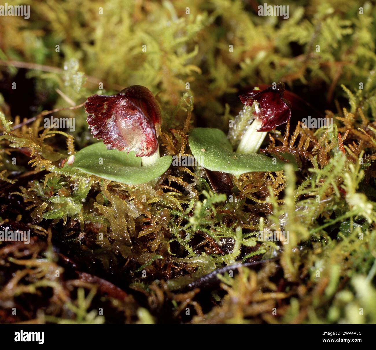 Corybas hi-res stock photography and images - Alamy