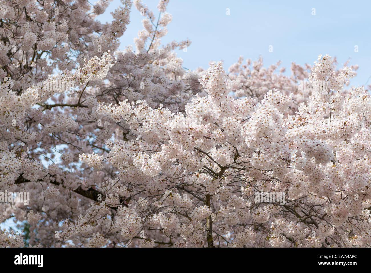 spring sakura season on branch. image of sakura season at springtime ...