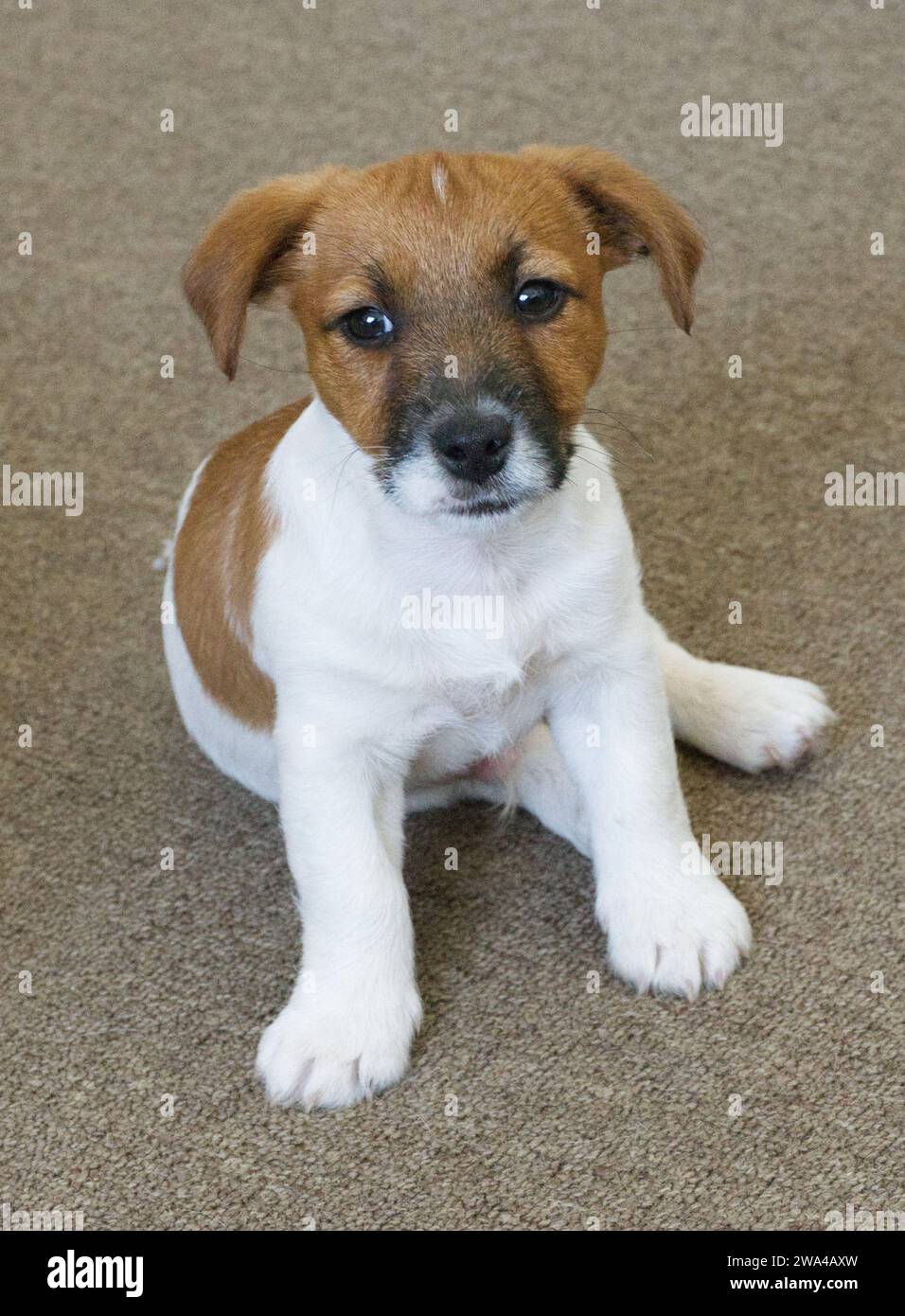 Old jack russell hi-res stock photography and images - Alamy
