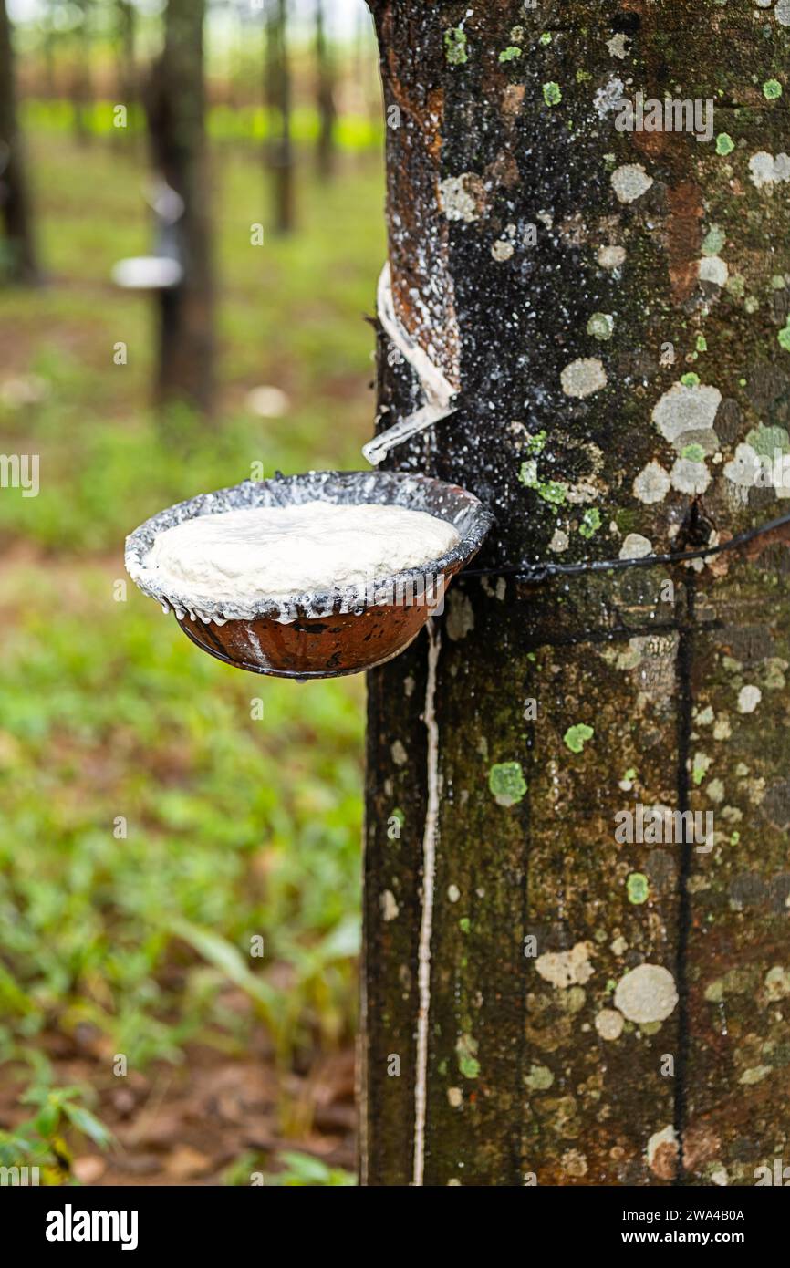 Tapping latex from rubber tree hi-res stock photography and images - Alamy