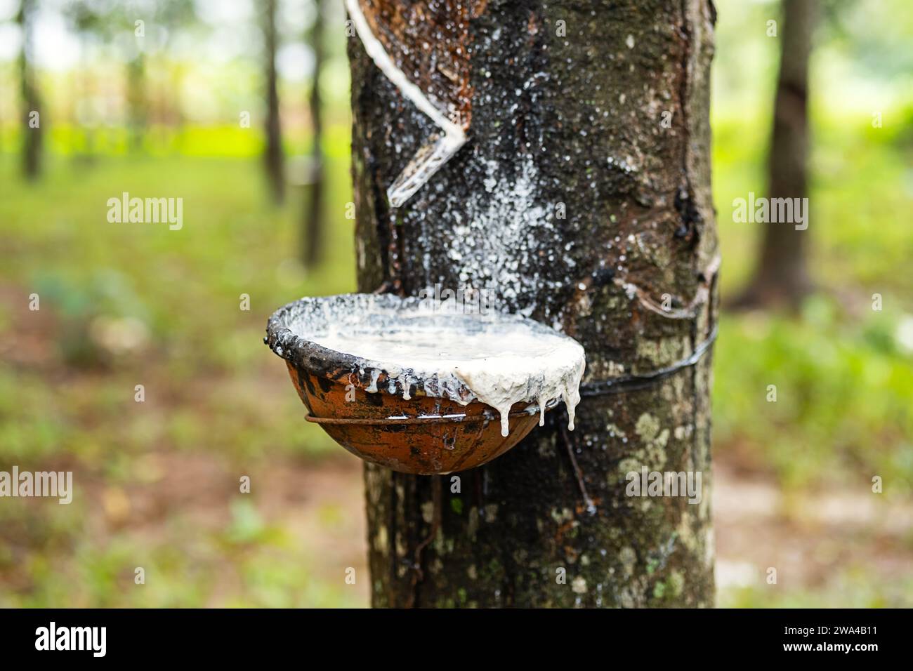 Tapping latex from rubber tree hi-res stock photography and images - Alamy